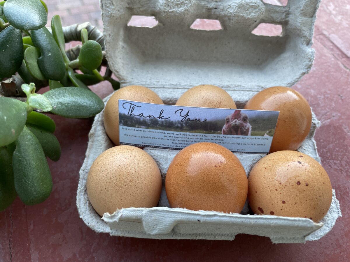 Spring View Farm – Spring View Farm